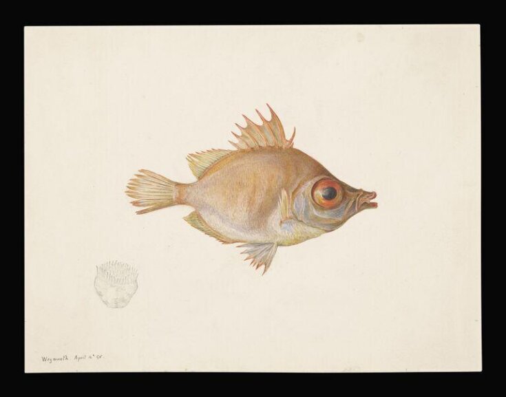 Boar fish | Beatrix Potter | V&A Explore The Collections