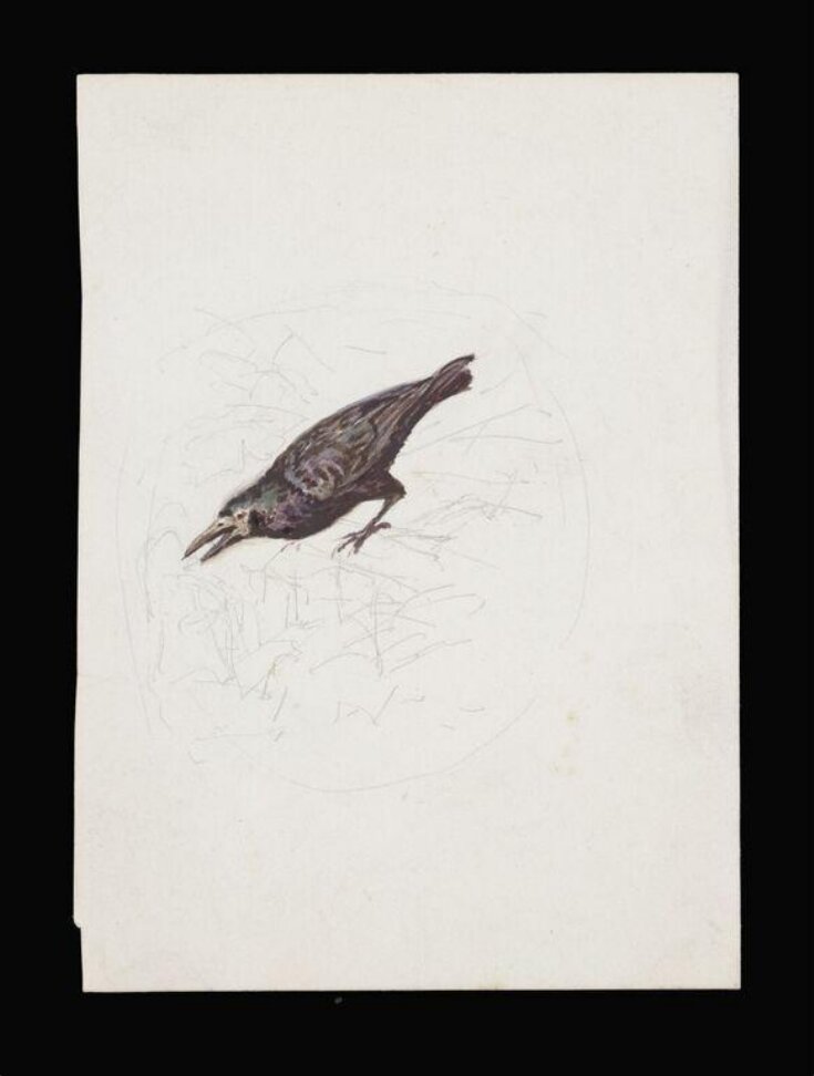 Study of a crow, with a faintly sketched background | Beatrix Potter ...