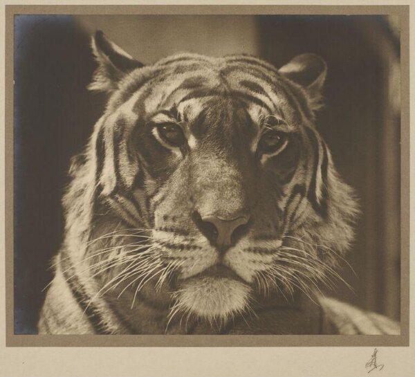 Tiger | Bond, F.W. | V&A Explore The Collections