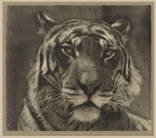 Tiger | Bond, F.W. | V&A Explore The Collections