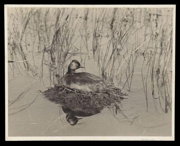 Black-necked Grebe incubating | Doncaster, C.C. | V&A Explore The ...