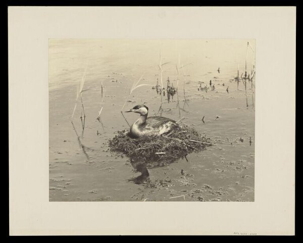 Red-necked Grebe | Doncaster, C.C. | V&A Explore The Collections