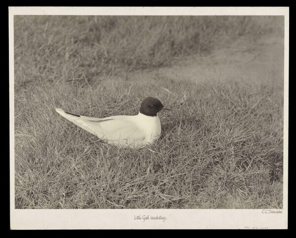 Little Gull incubating | Doncaster, C.C. | V&A Explore The Collections