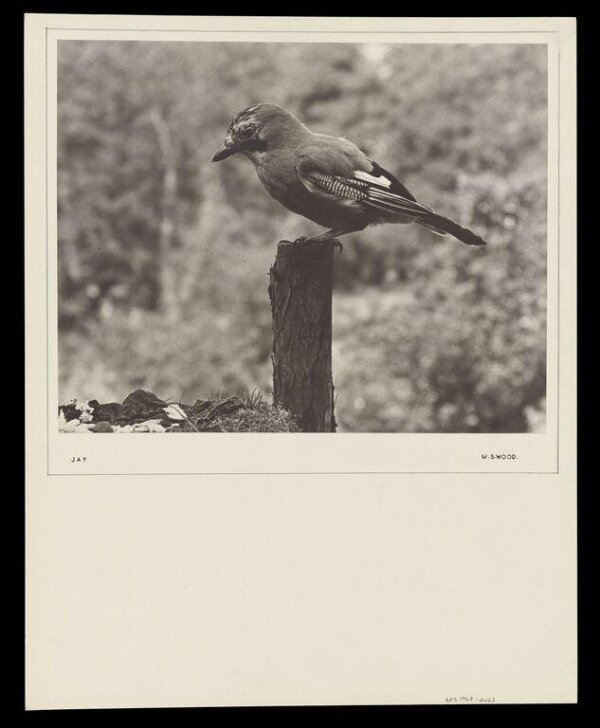 Jay | Wood, M.S. | V&A Explore The Collections