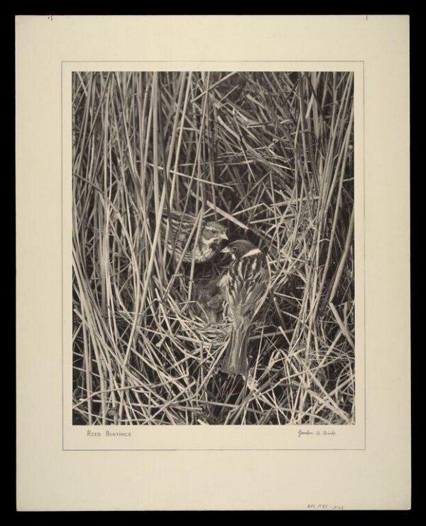 Reed Buntings | Binks, Gordon A. | V&A Explore The Collections