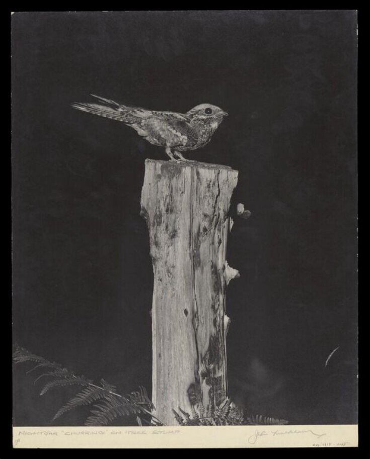 Nightjar "Churring" on Tree Stump | Markham, John | V&A Explore The ...
