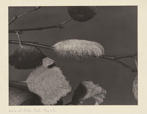 Larva of Miller Moth | Woods, Gordon F. | V&A Explore The Collections