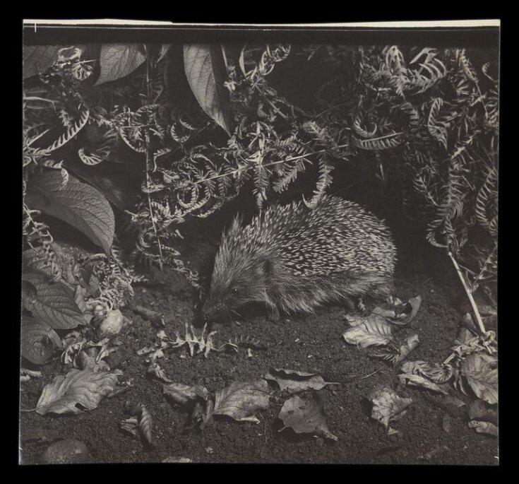 Hedgehog | Markham, John | V&A Explore The Collections
