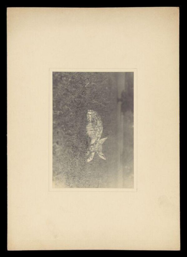 Day-Old Fawn in Hurstbourne Park | Edney-Hayter, Nora | V&A Explore The ...